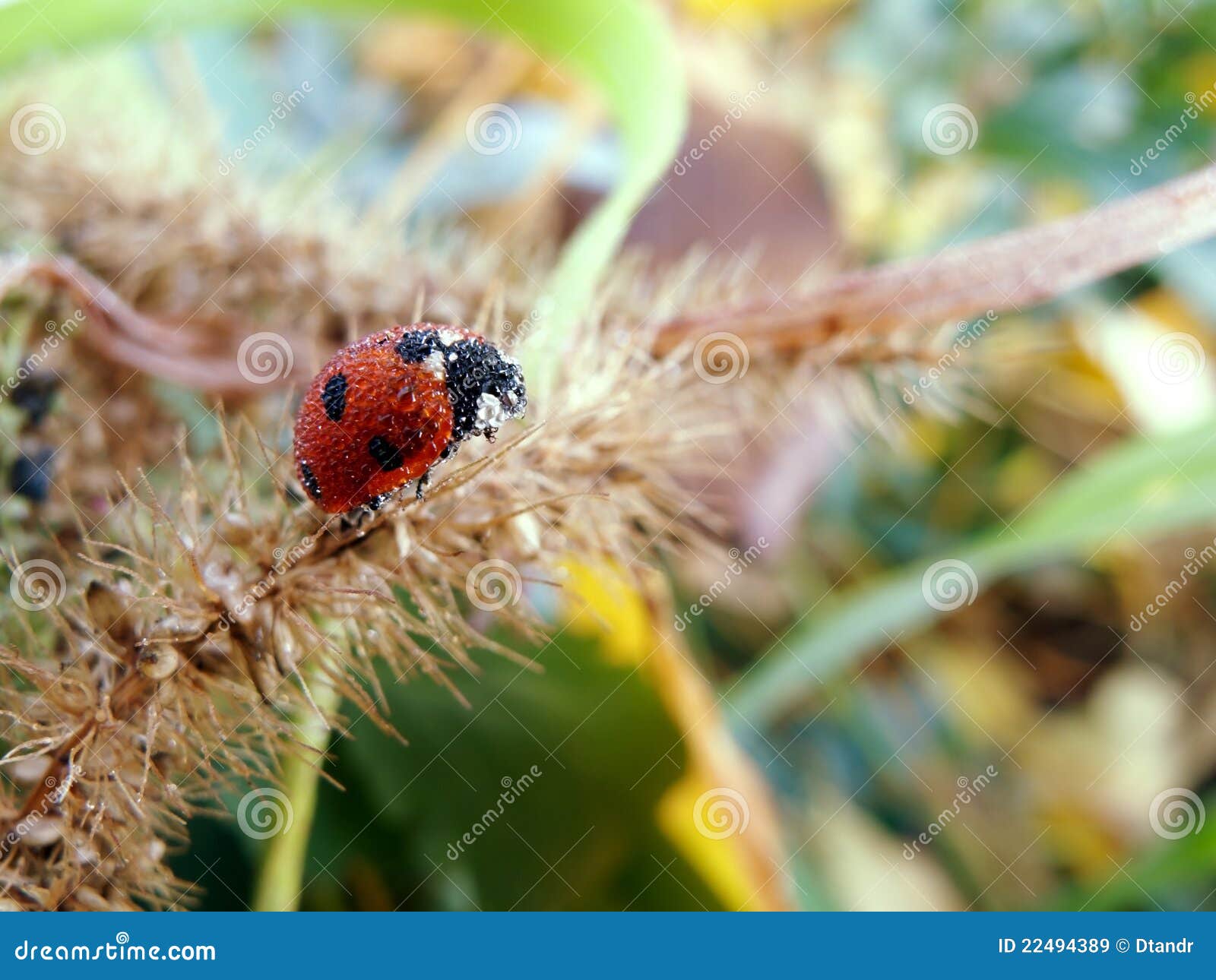 Ladybug stock image. Image of freshness, clear, abstract - 22494389