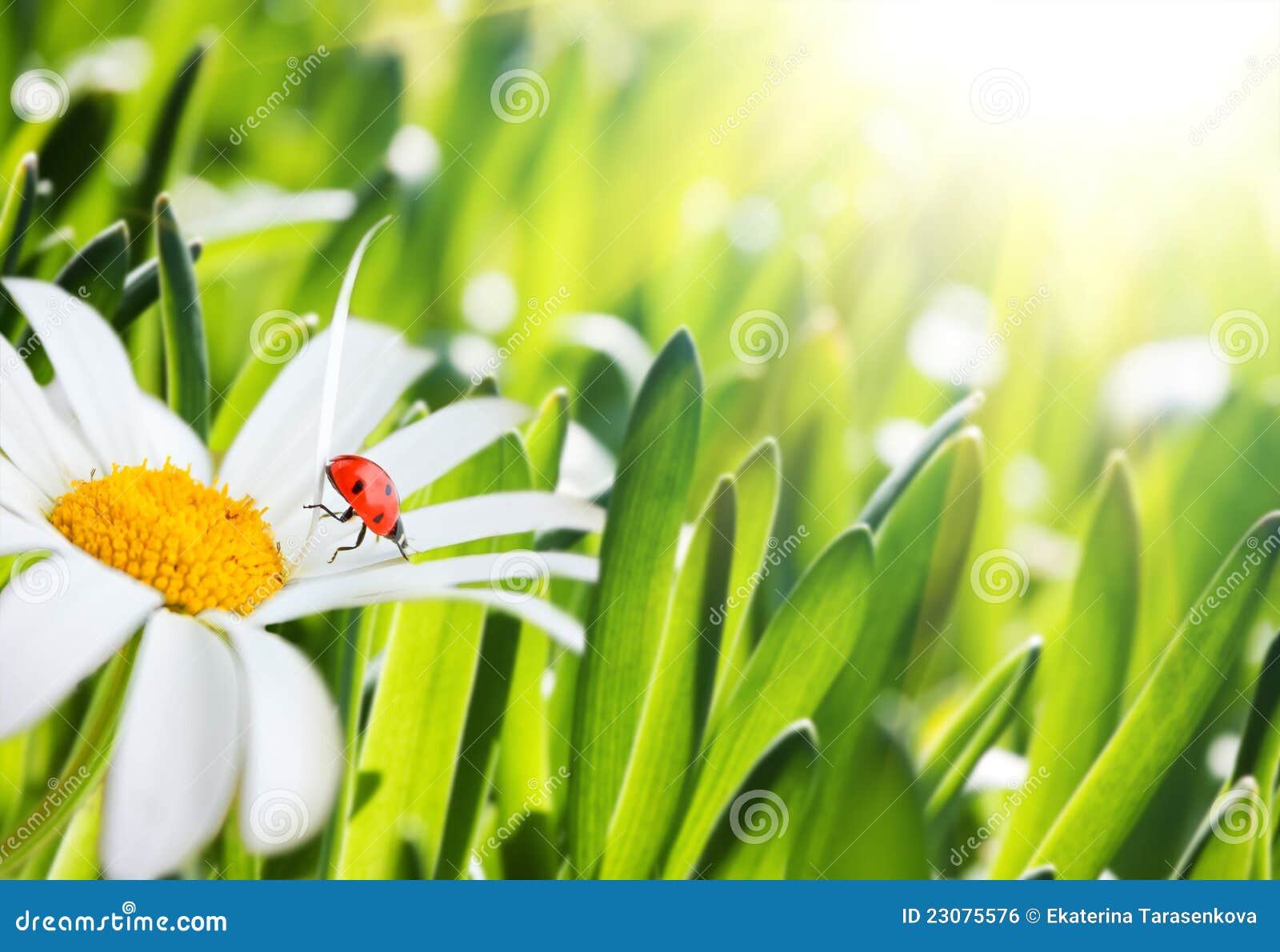 Ladybug stock photo. Image of summer, beautiful, natural - 23075576