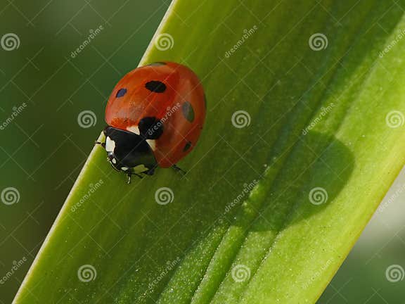 Ladybug stock photo. Image of nature, points, point, septempunctata ...