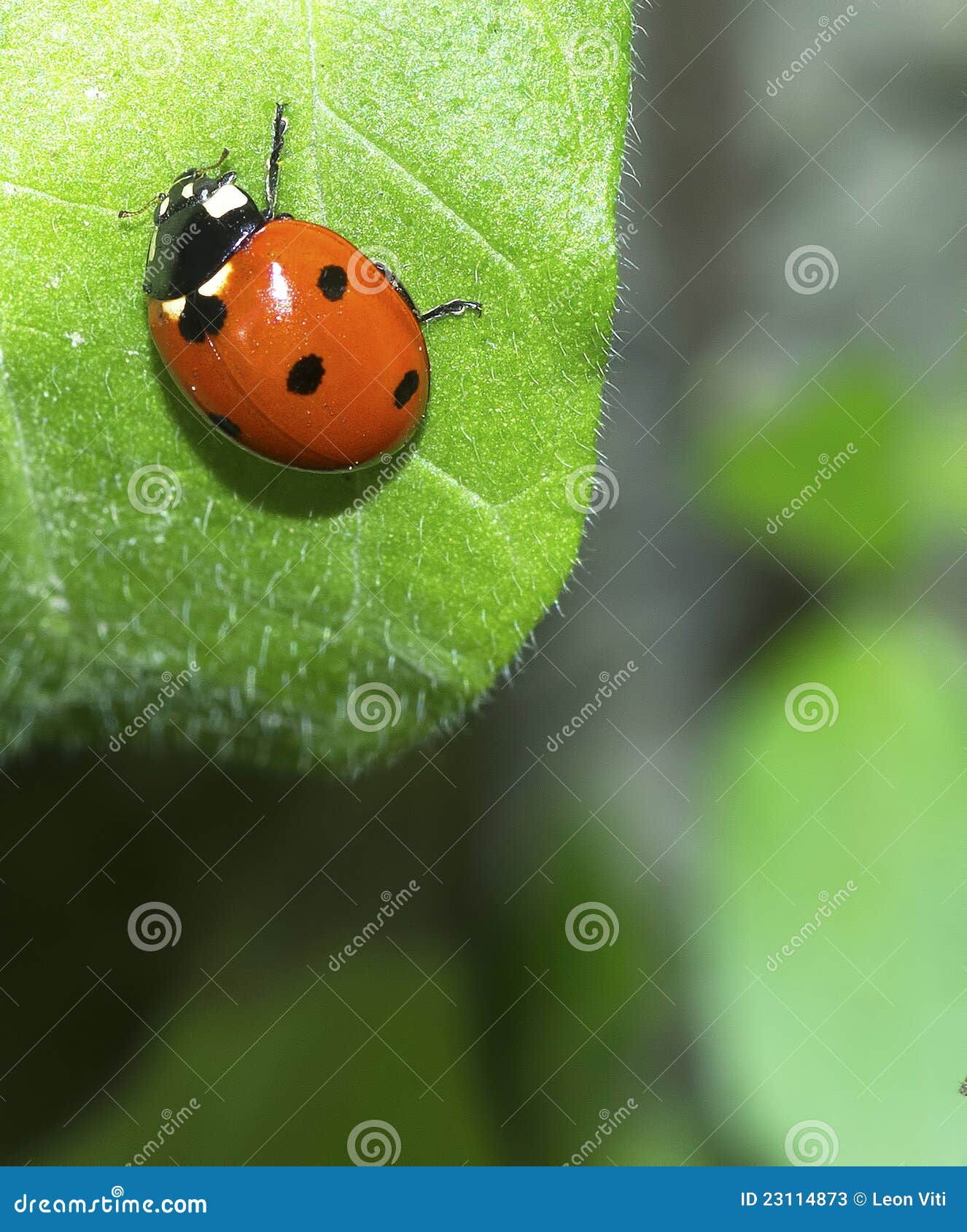 Ladybug stock image. Image of nature, antenna, macro - 23114873