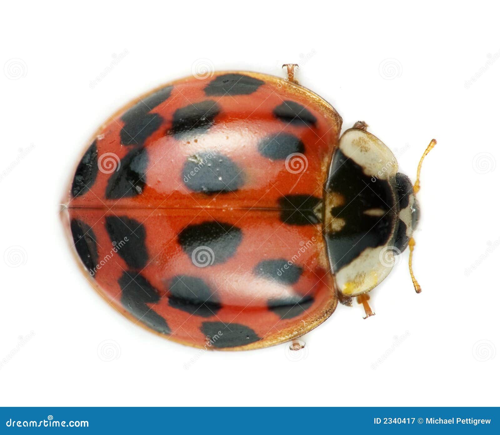 Ladybug stock image. Image of ladybug, bright, beetle - 2340417