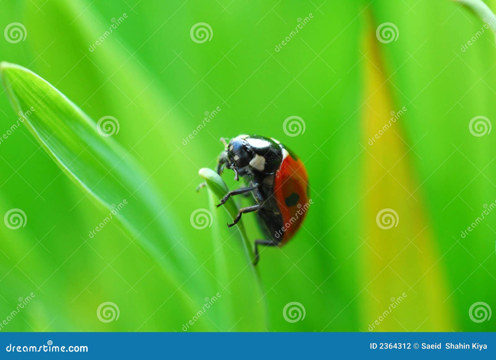 Ladybug stock photo. Image of leaf, close, jaws, nature - 2364312