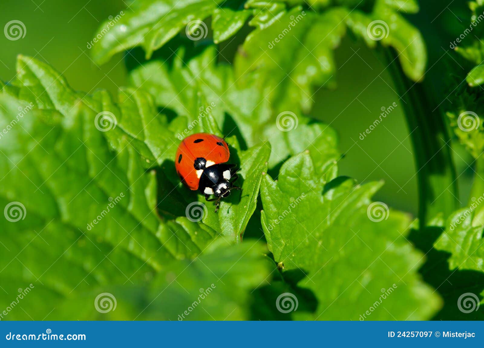 Ladybug stock image. Image of tiny, dotted, insect, armor - 24257097