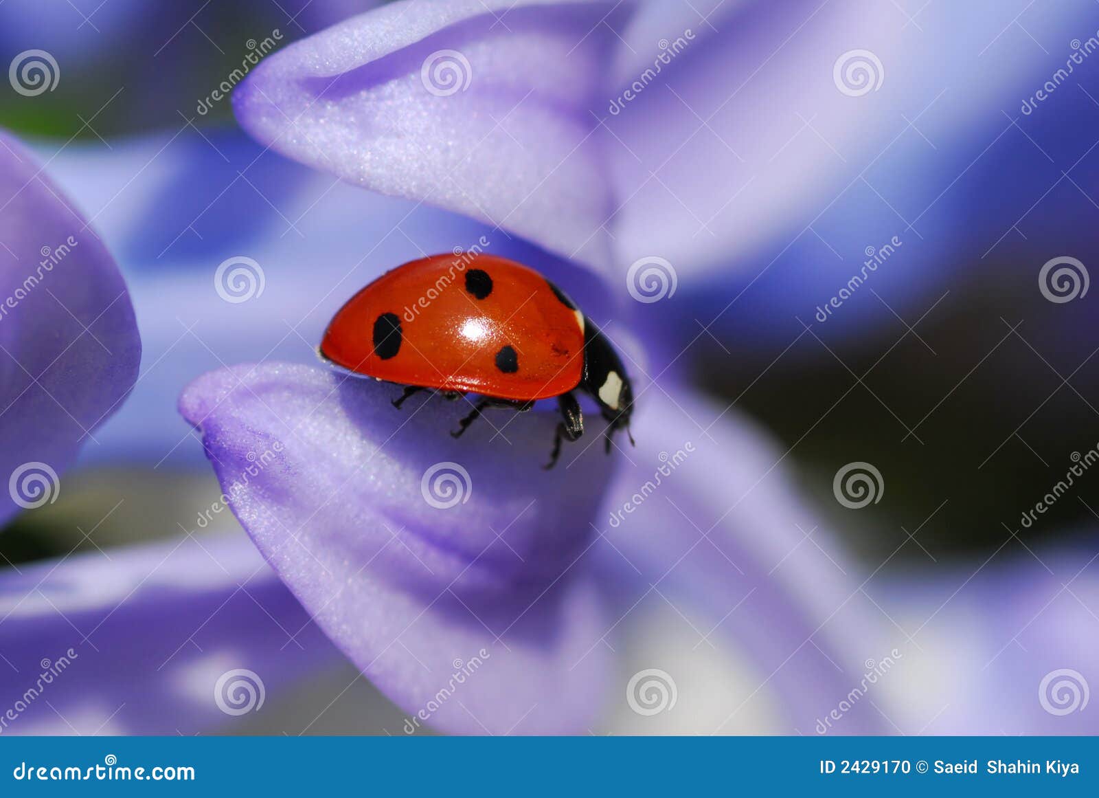Ladybug stock photo. Image of summer, lady, jaws, macro - 2429170