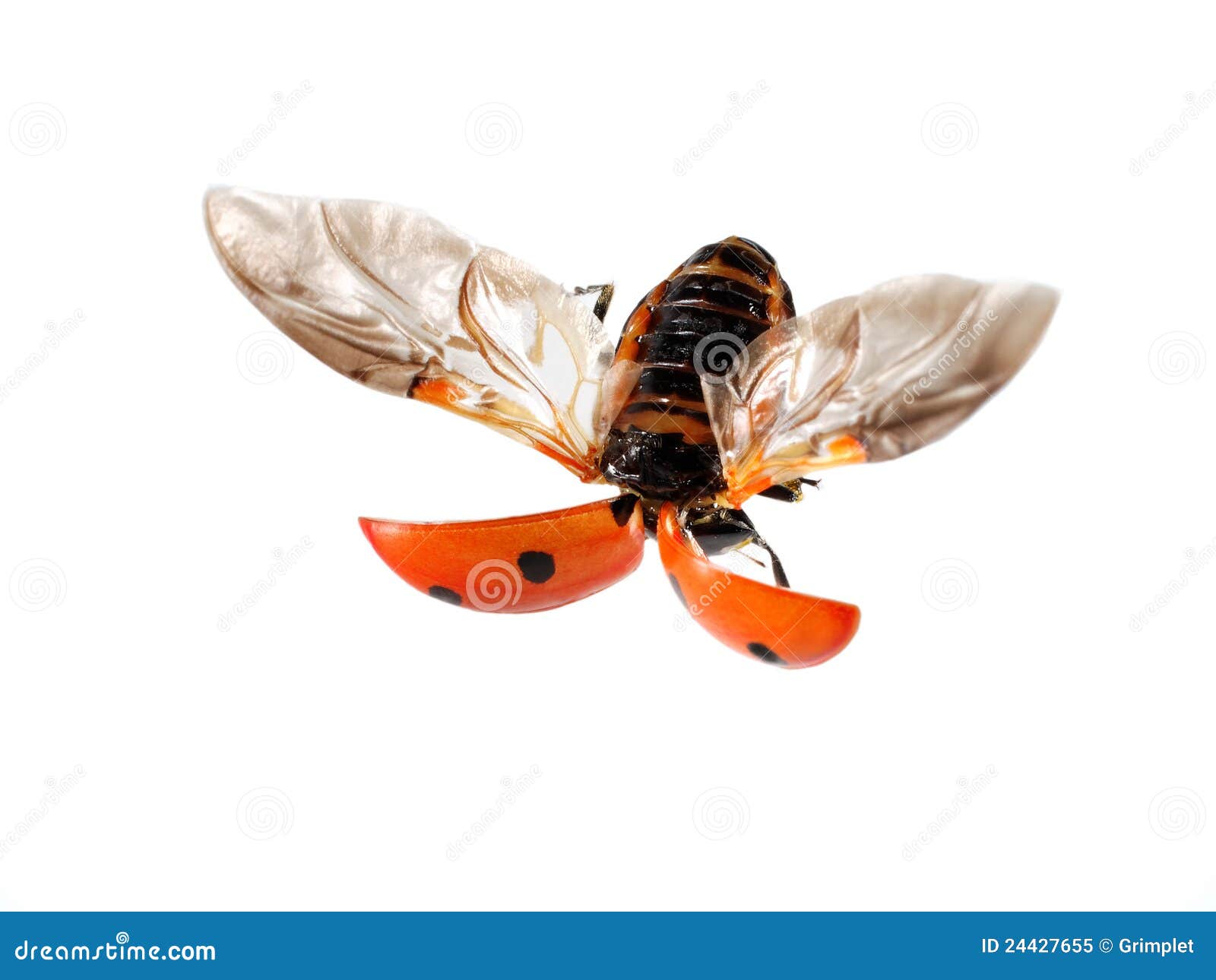 Ladybug stock image. Image of insect, kind, wings, white - 24427655