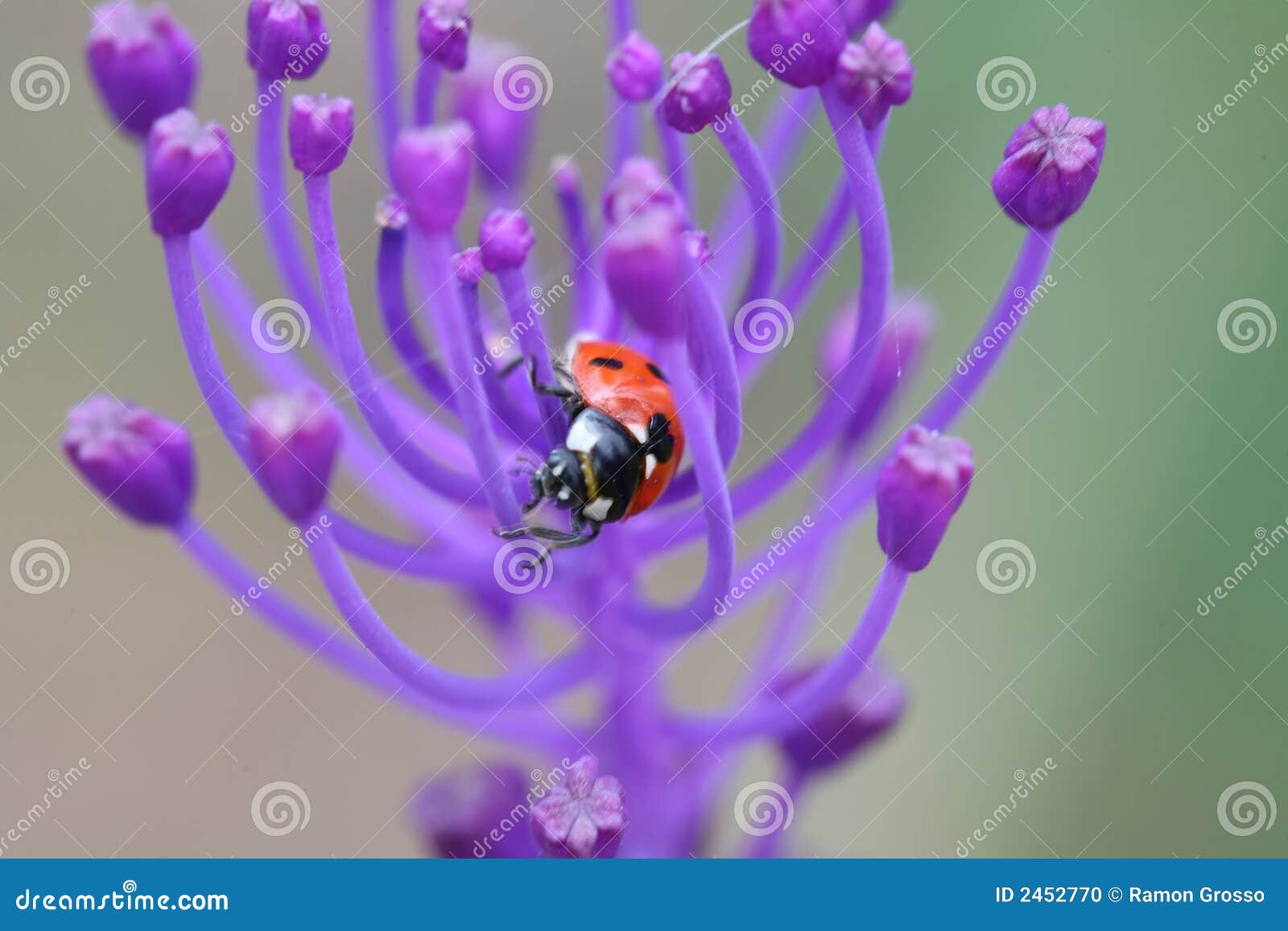 Ladybug. stock photo. Image of leaf, animal, points, ladybugs - 2452770