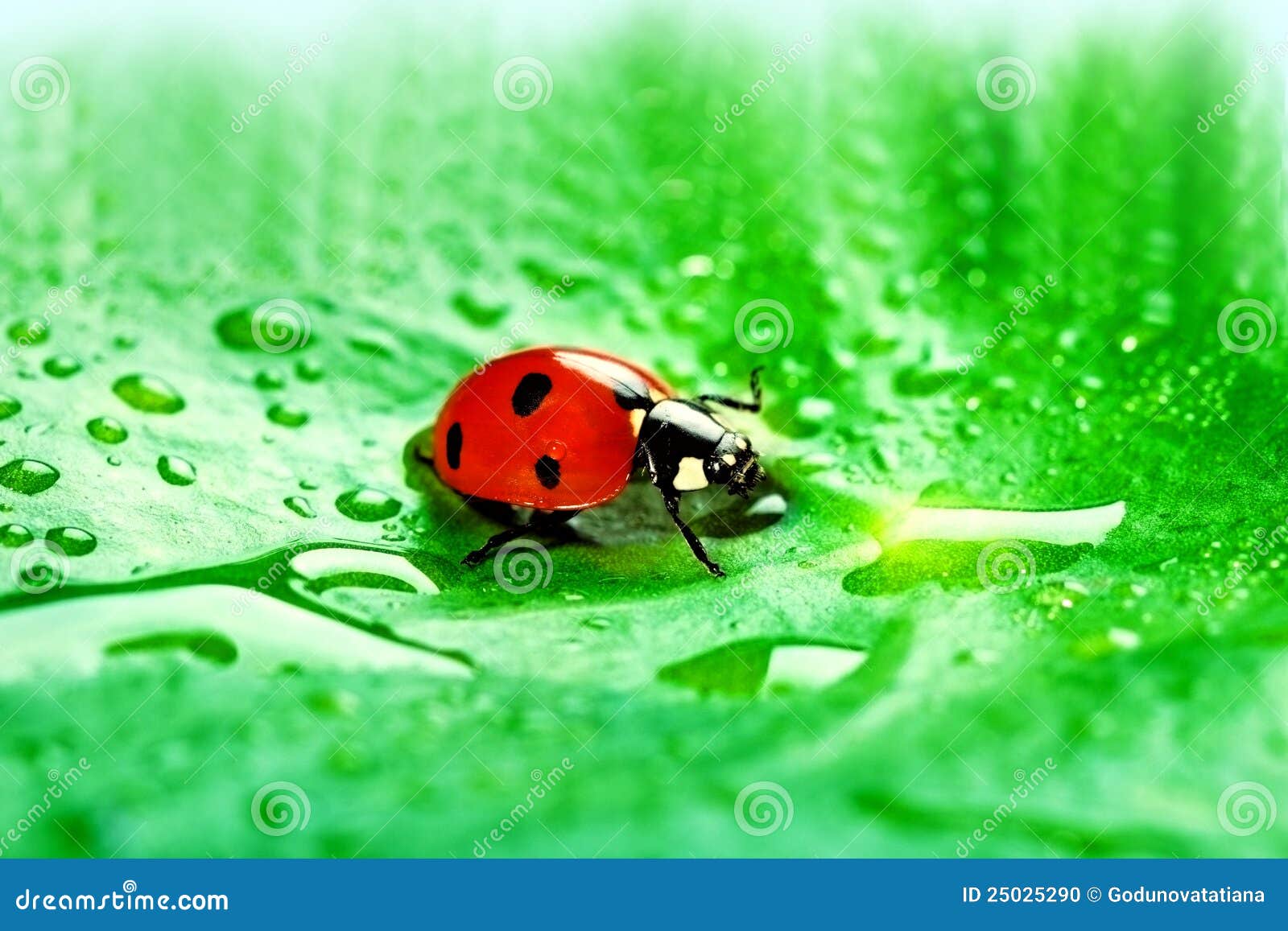 Ladybug stock photo. Image of closeup, small, animal - 25025290
