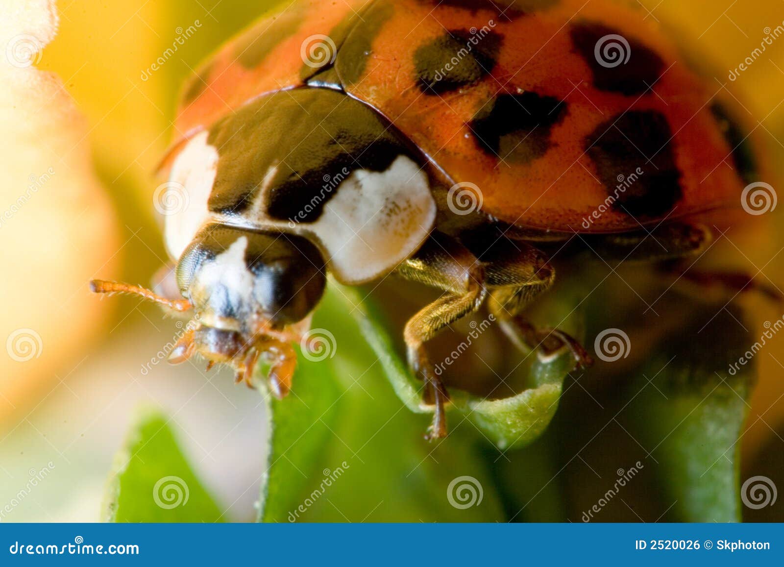 Ladybug stock photo. Image of drops, closeup, face, spring - 2520026