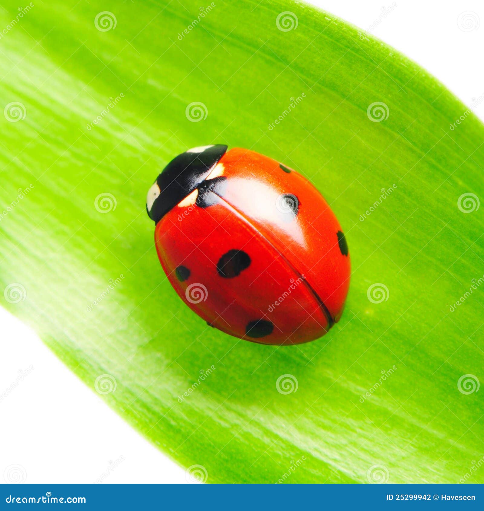 Ladybug stock photo. Image of meadow, small, ladybird - 25299942