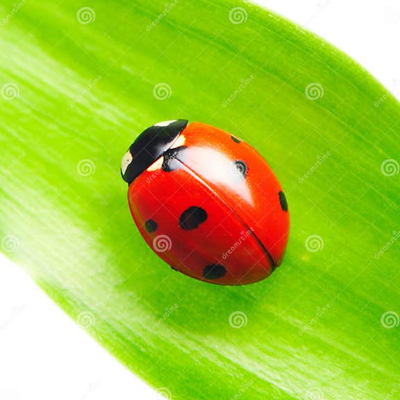 Ladybug stock photo. Image of meadow, small, ladybird - 25299942