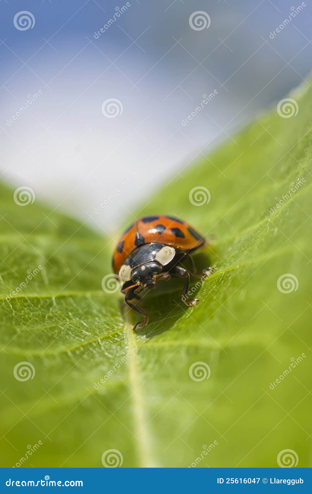 Ladybug stock image. Image of ladybug, nature, ladybird - 25616047