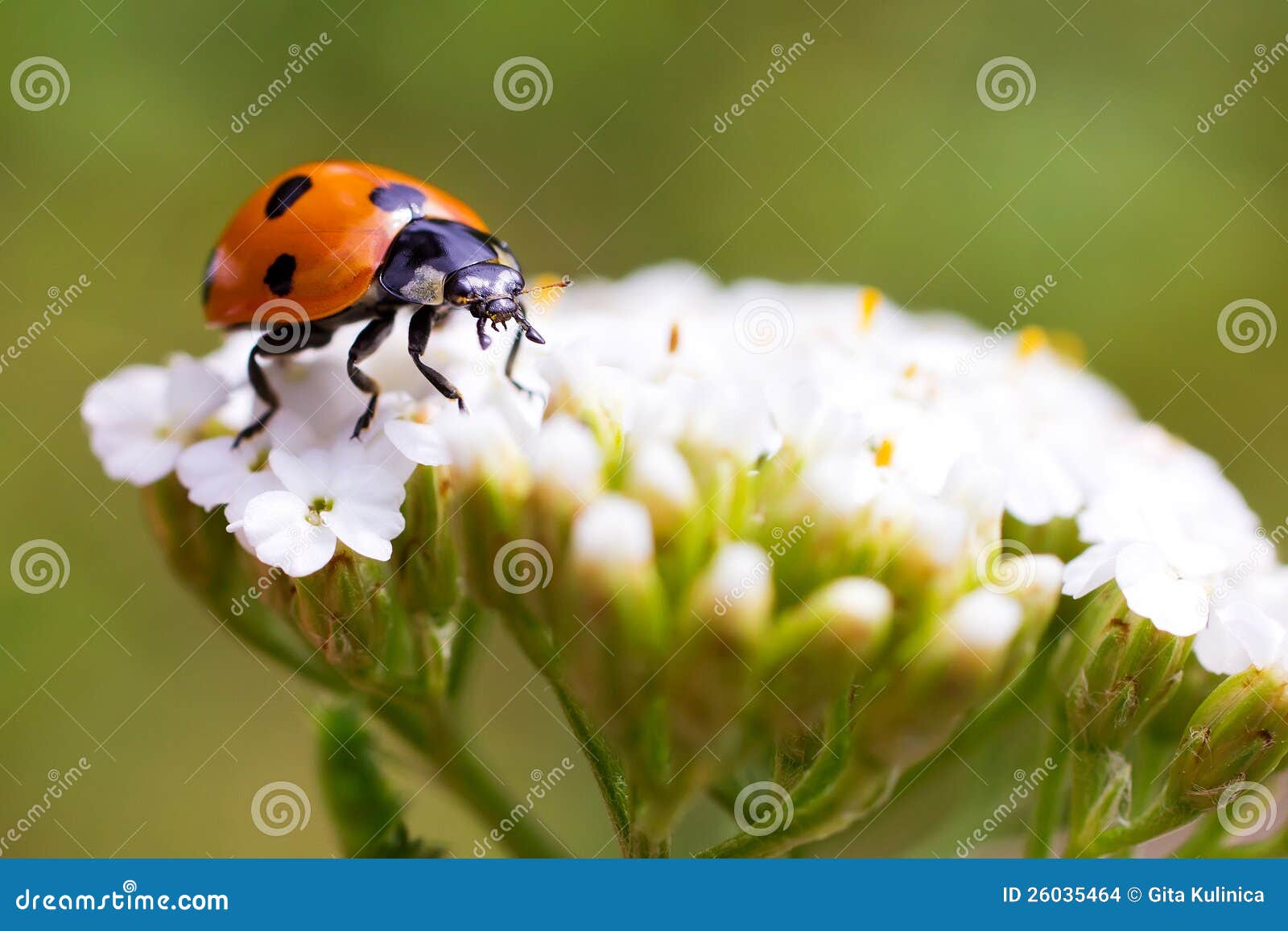 Ladybug. stock photo. Image of meadow, nature, focus - 26035464