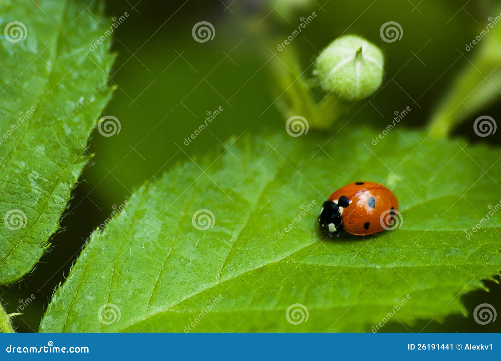 A Ladybug Standing On The Plant Royalty-Free Stock Photography ...