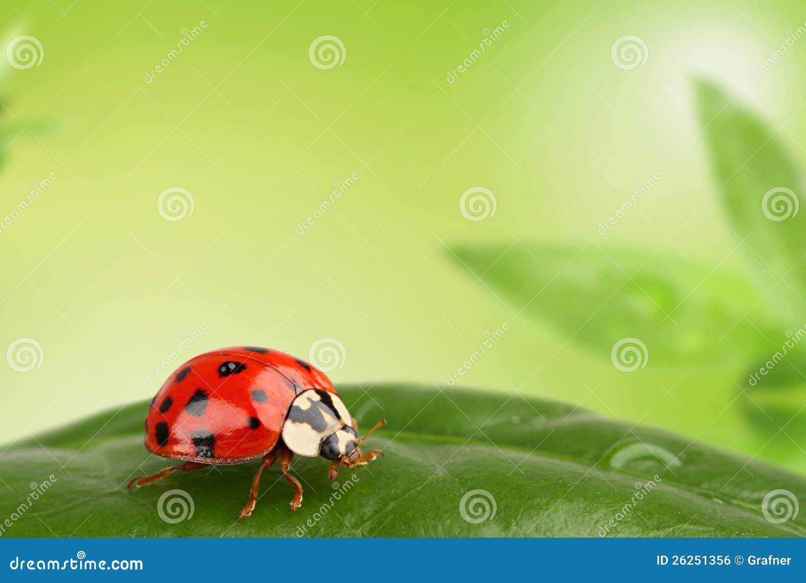 Ladybug stock photo. Image of spring, grass, life, meadow - 26251356