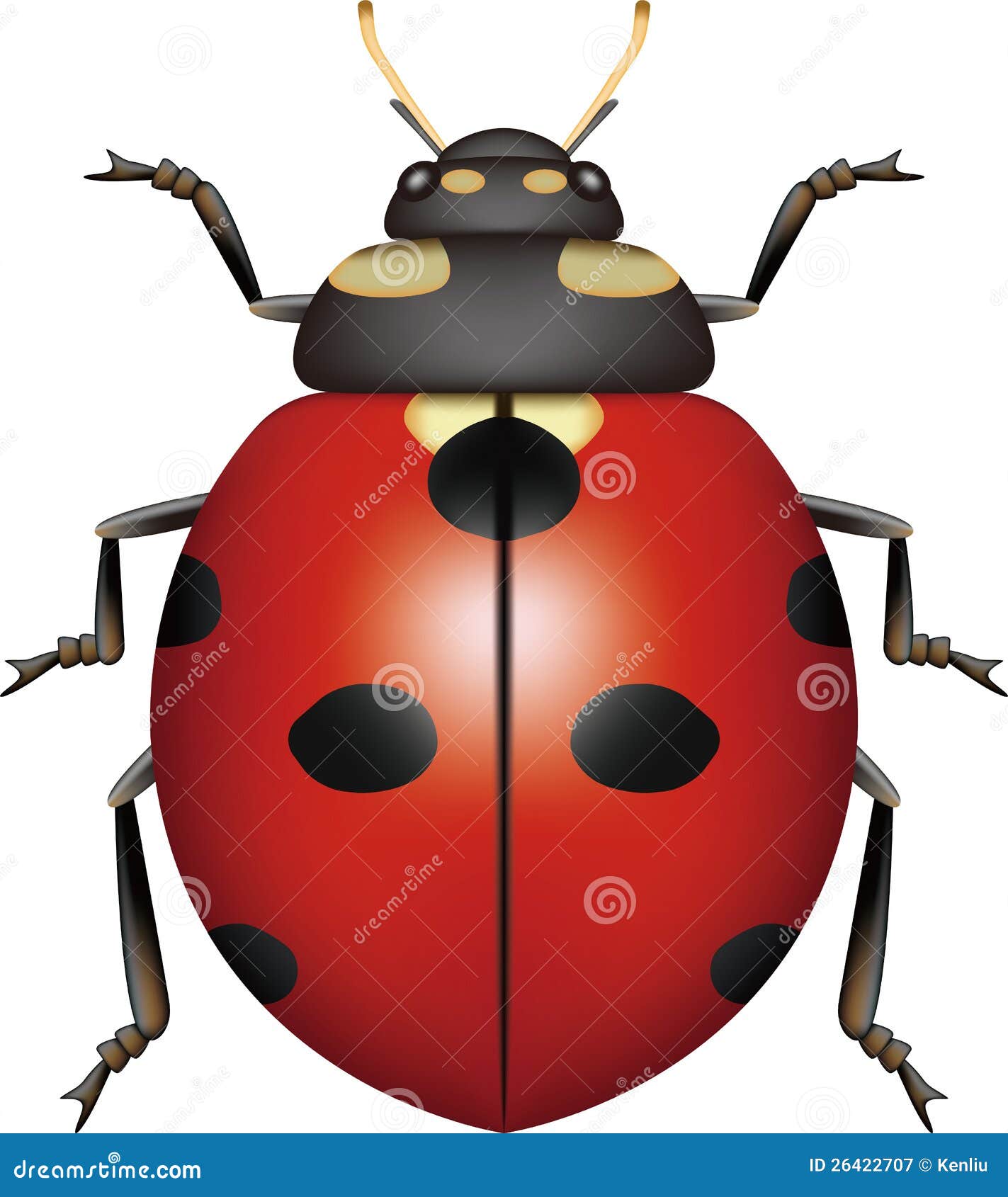 Ladybug stock vector. Illustration of wildlife, wild - 26422707