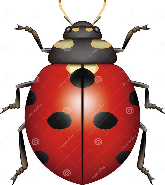 Ladybug ilustración del vector. Ilustración de primer - 26422707