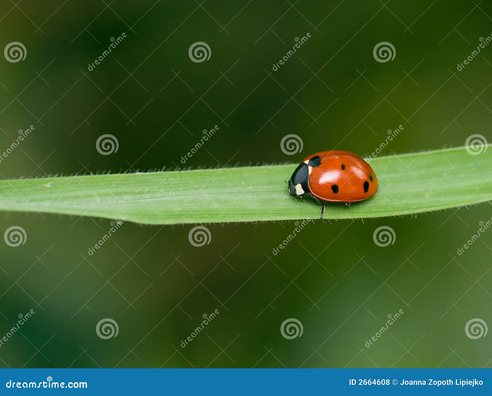 Ladybug stock photo. Image of points, paws, nature, jaws - 2664608