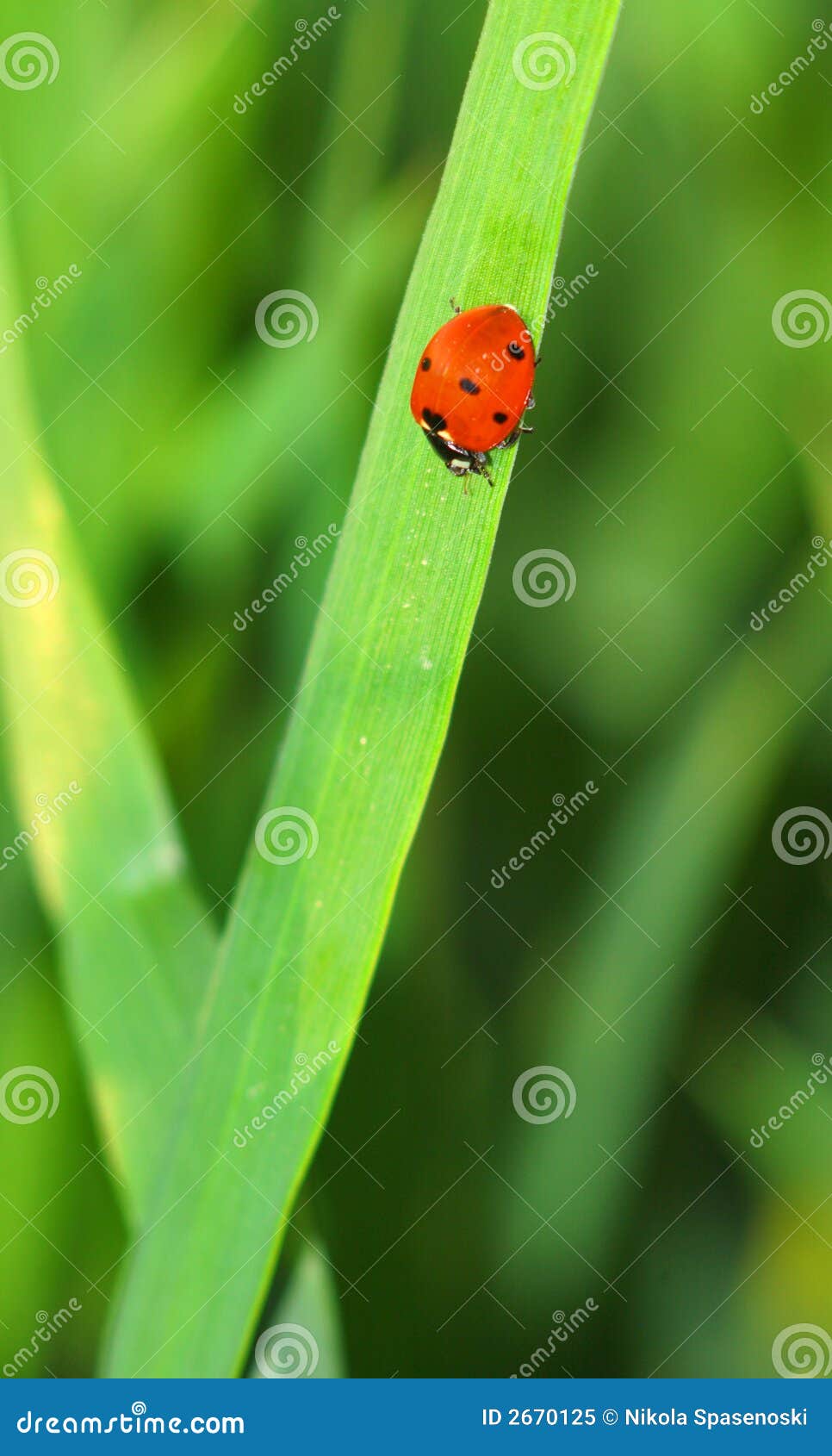 Ladybug stock image. Image of close, jaws, paws, macro - 2670125
