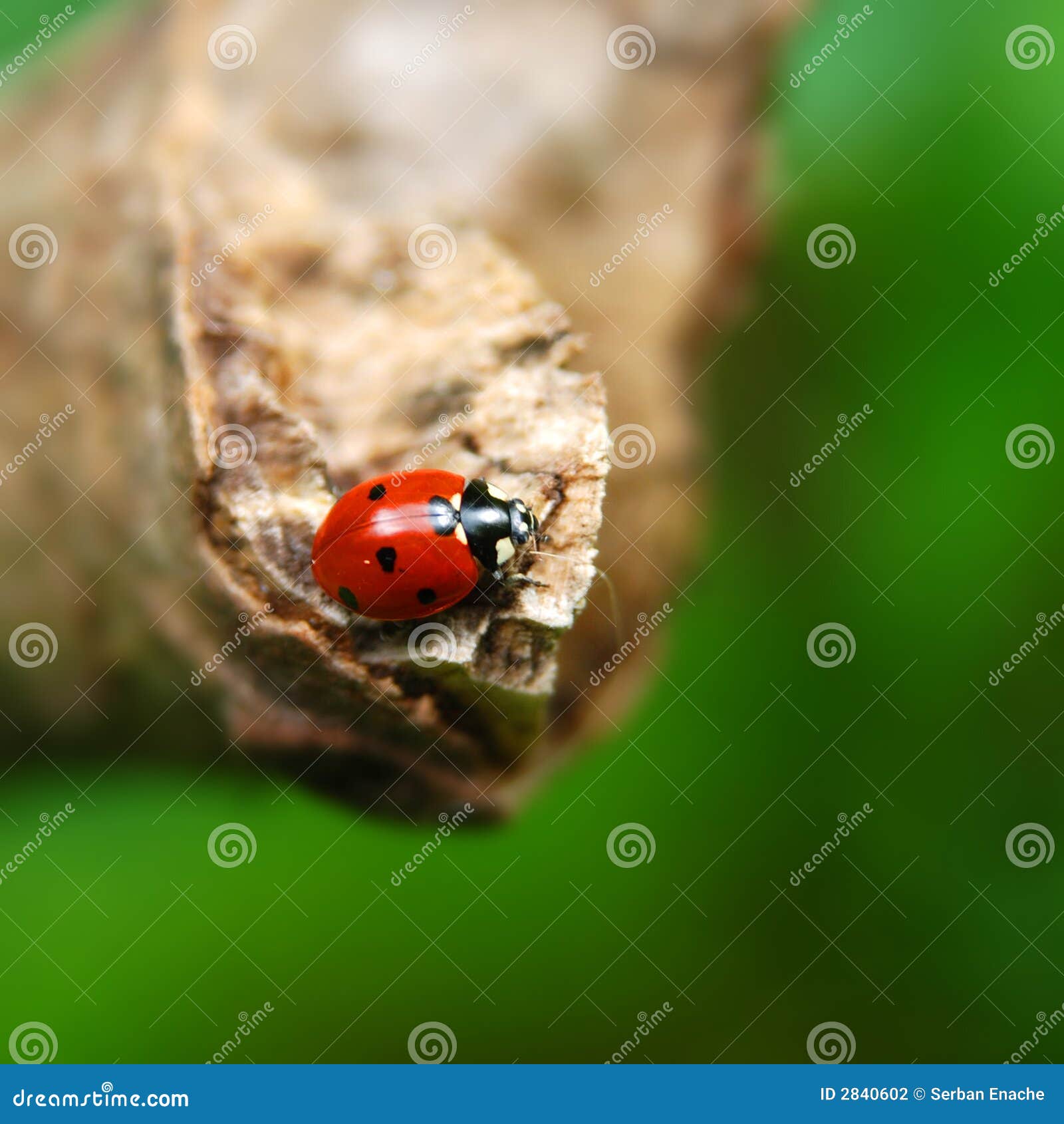 Ladybug stock photo. Image of small, green, ladybug, tiny - 2840602