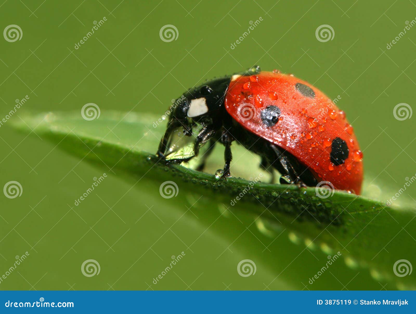 Ladybug stock image. Image of ecology, water, drops, foliage - 3875119