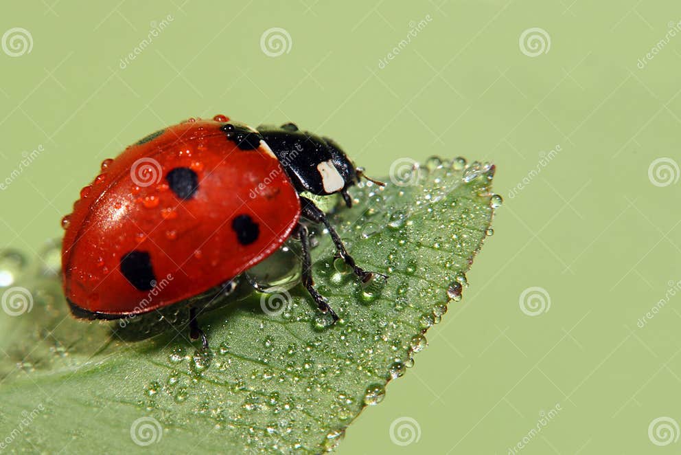 Ladybug stock image. Image of color, macro, foliage, beetle - 3875123