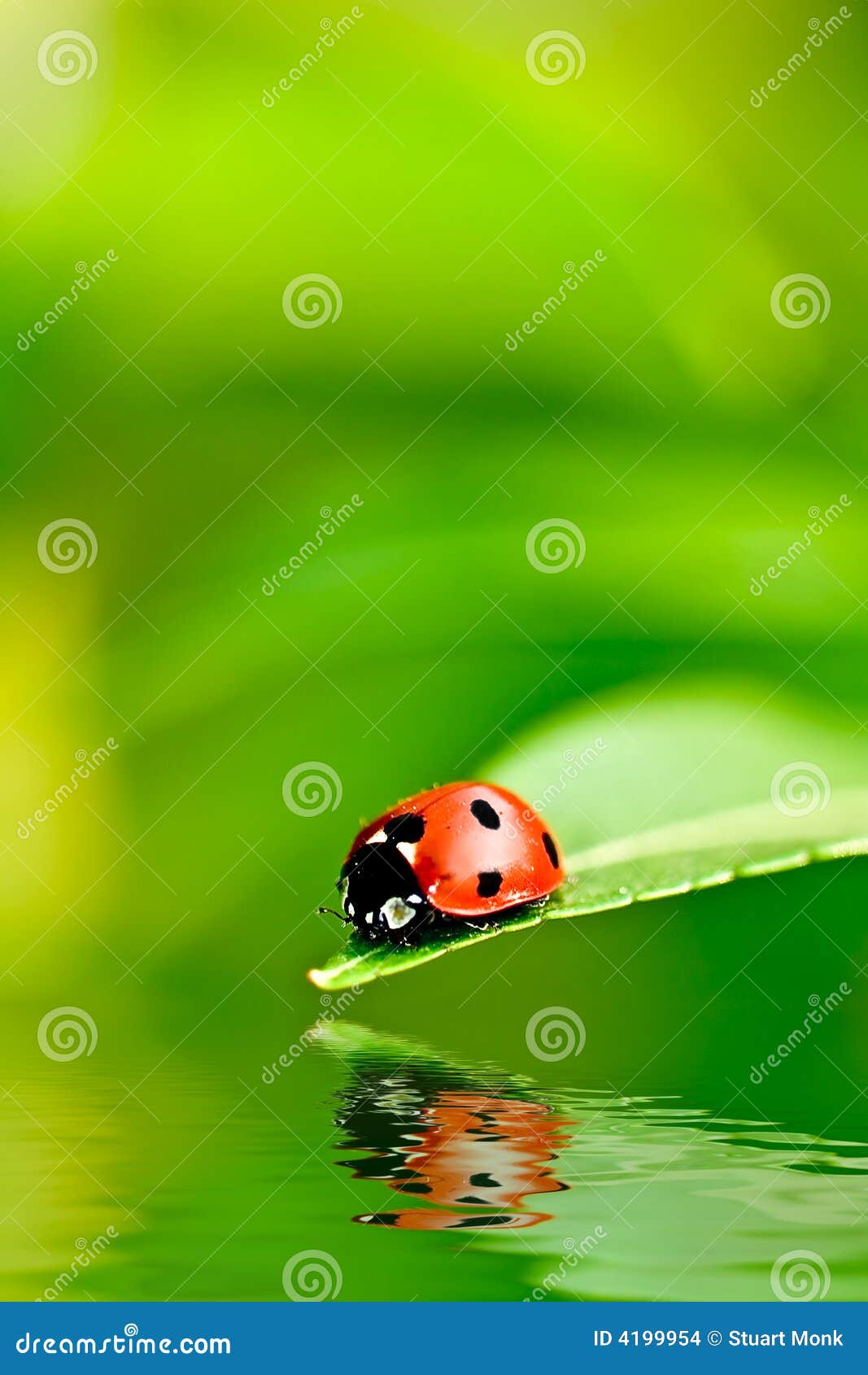 Ladybug stock photo. Image of copy, pond, black, beautiful - 4199954