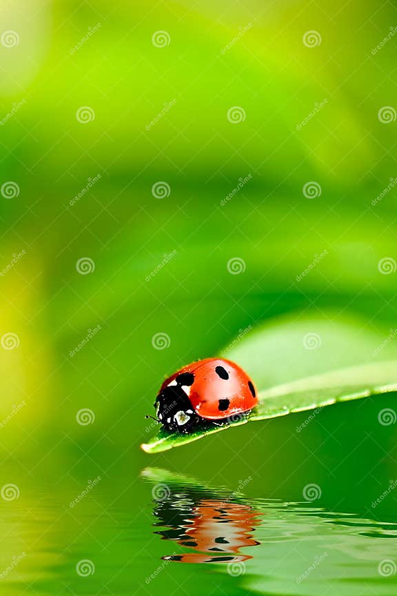 Ladybug stock photo. Image of copy, pond, black, beautiful - 4199954