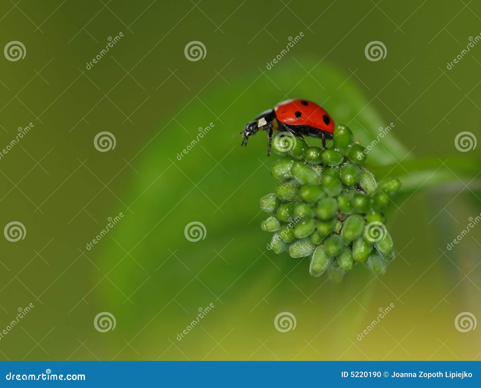 Ladybug stock photo. Image of ladybird, clock, insect - 5220190