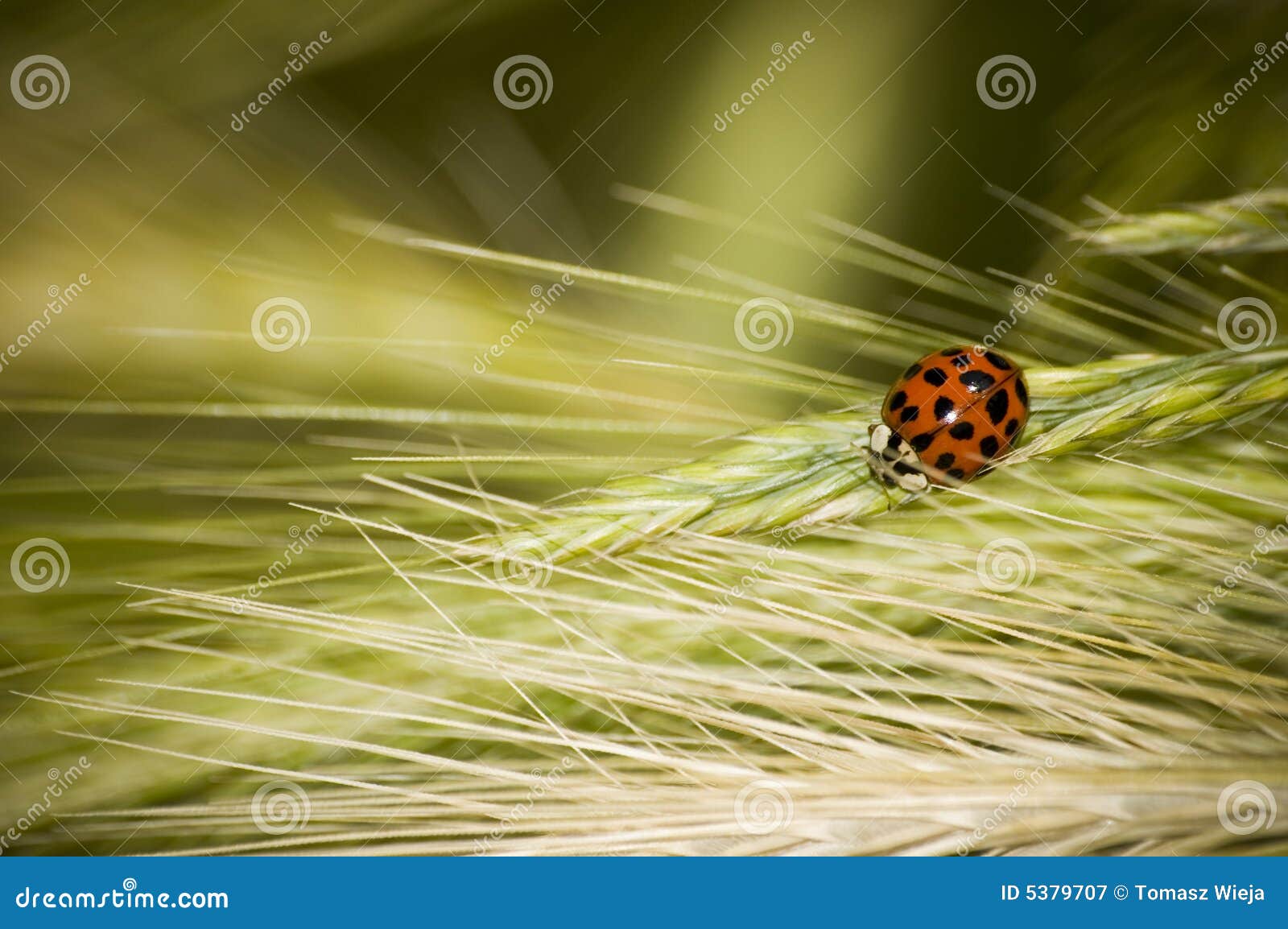 Ladybug stock image. Image of walking, creature, small - 5379707