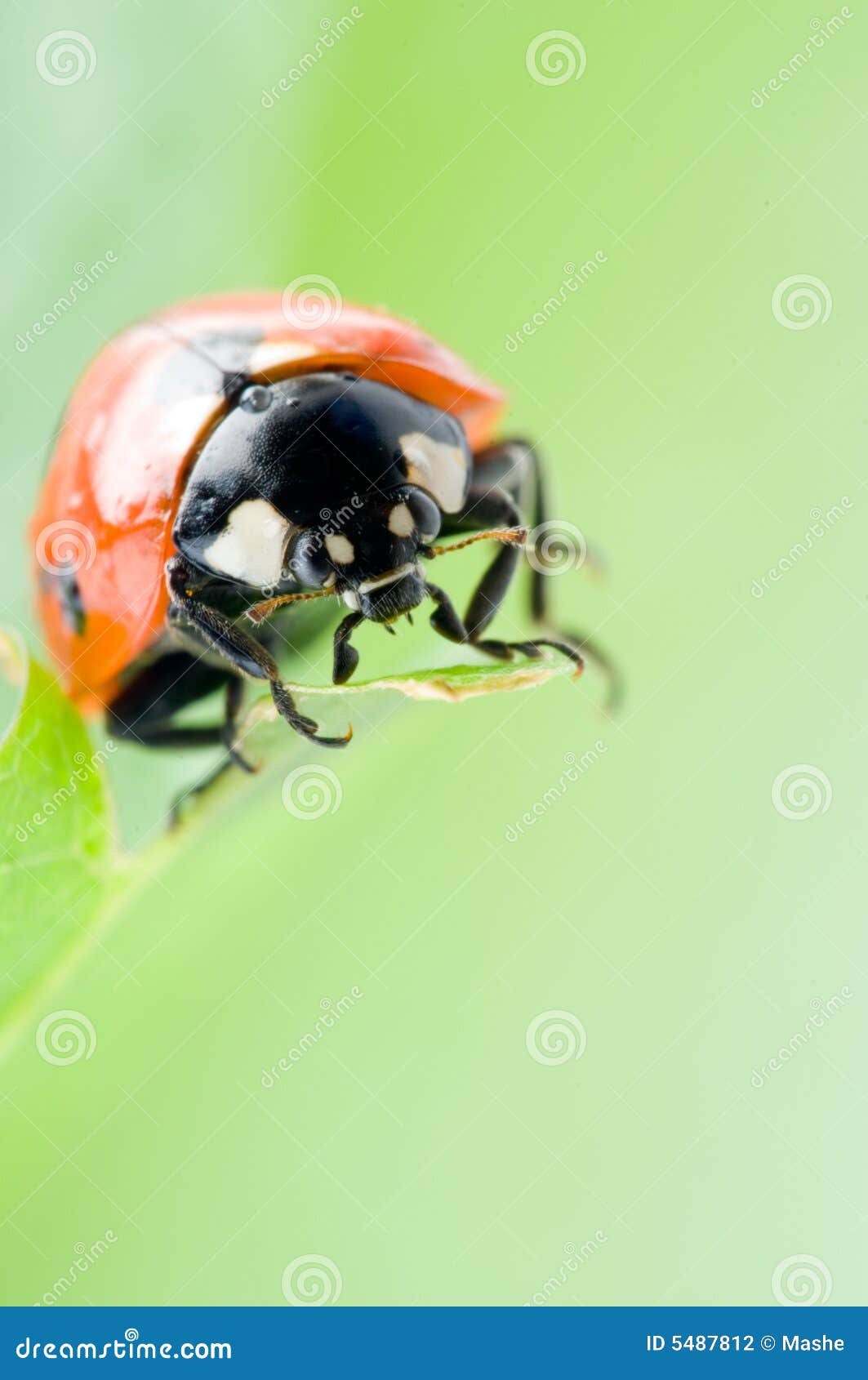Ladybug stock photo. Image of idyllic, green, ladybug - 5487812
