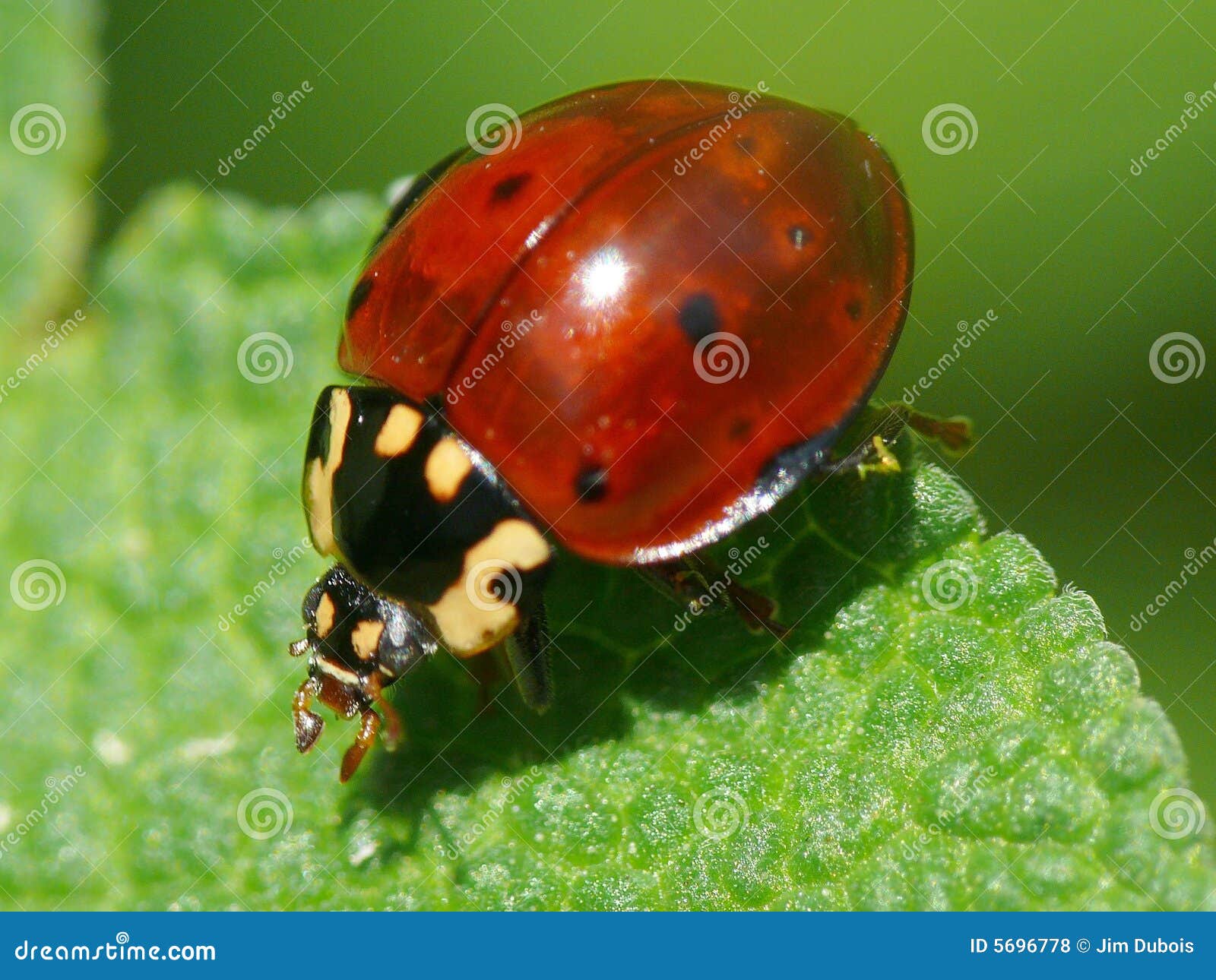 Ladybug stock photo. Image of garden, flying, ladybug - 5696778