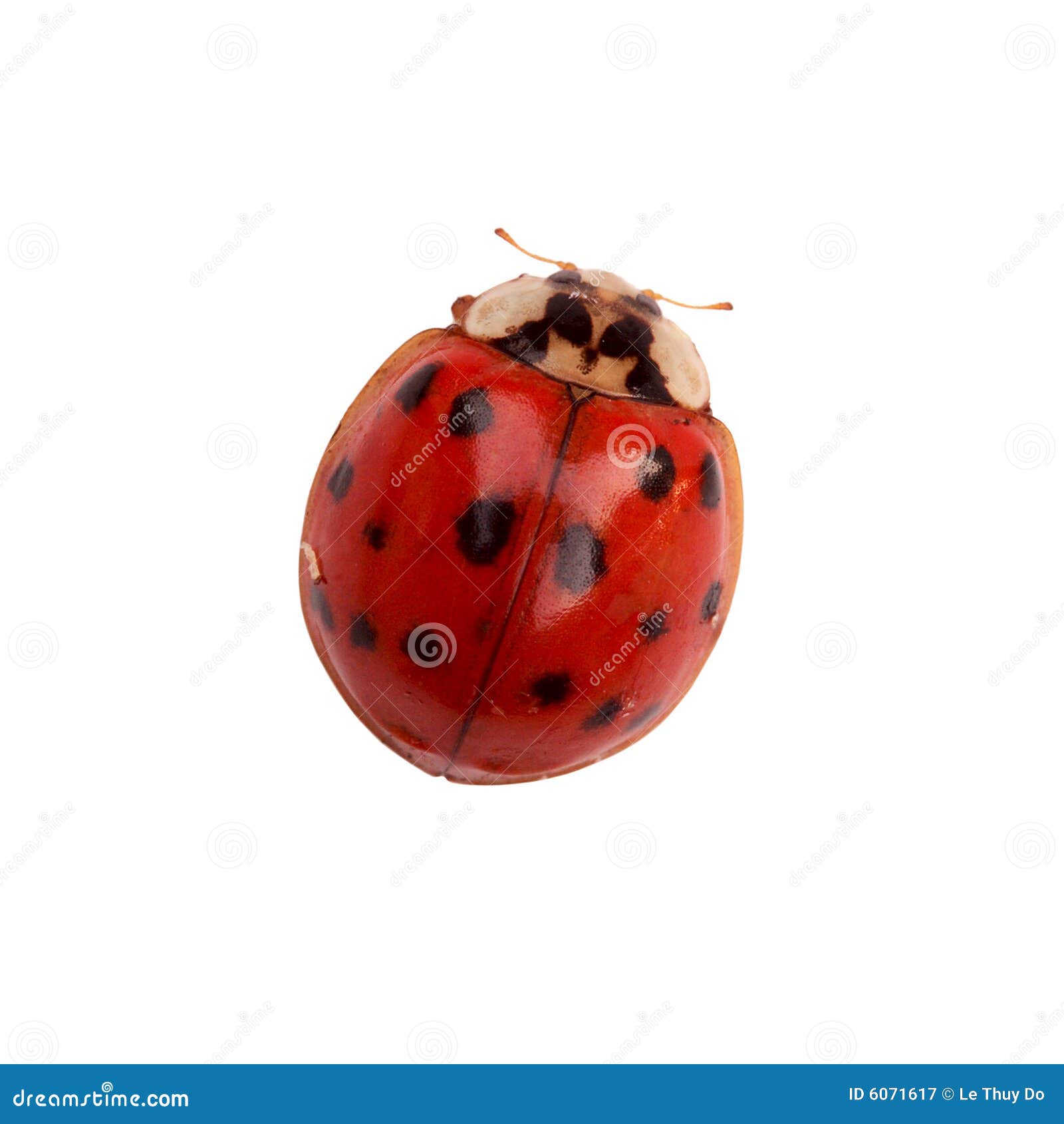 Ladybug stock image. Image of head, tiny, background, white - 6071617