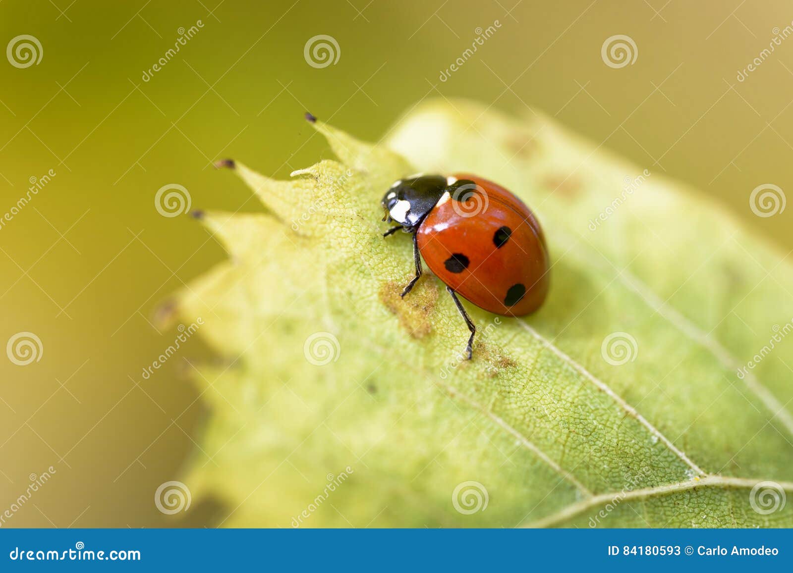 LadyBug [02] immagine stock. Immagine di scarabeo, luminoso - 84180593