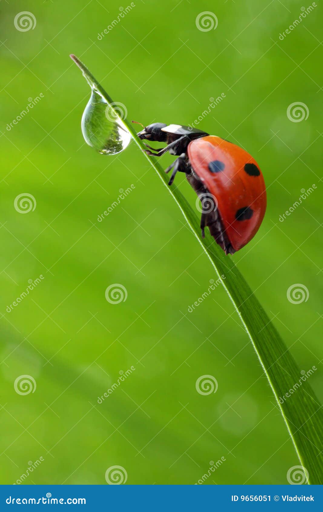 Ladybug stock image. Image of freshness, environmental - 9656051