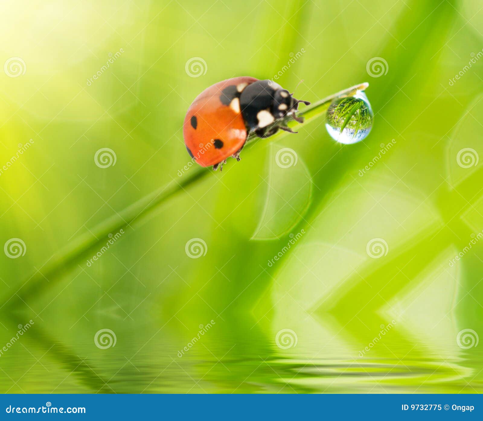 Ladybug stock image. Image of sunshine, purity, ladybird - 9732775