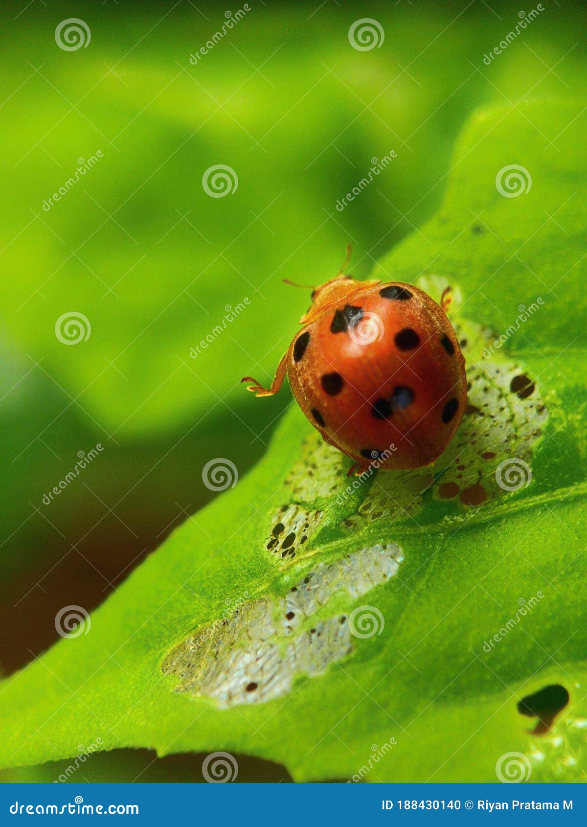 Ladybug Above on Green Leaves Background Stock Photo - Image of cute ...