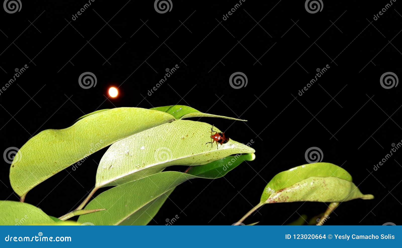Ladybug Above On Green Leaves Background Stock Photography ...