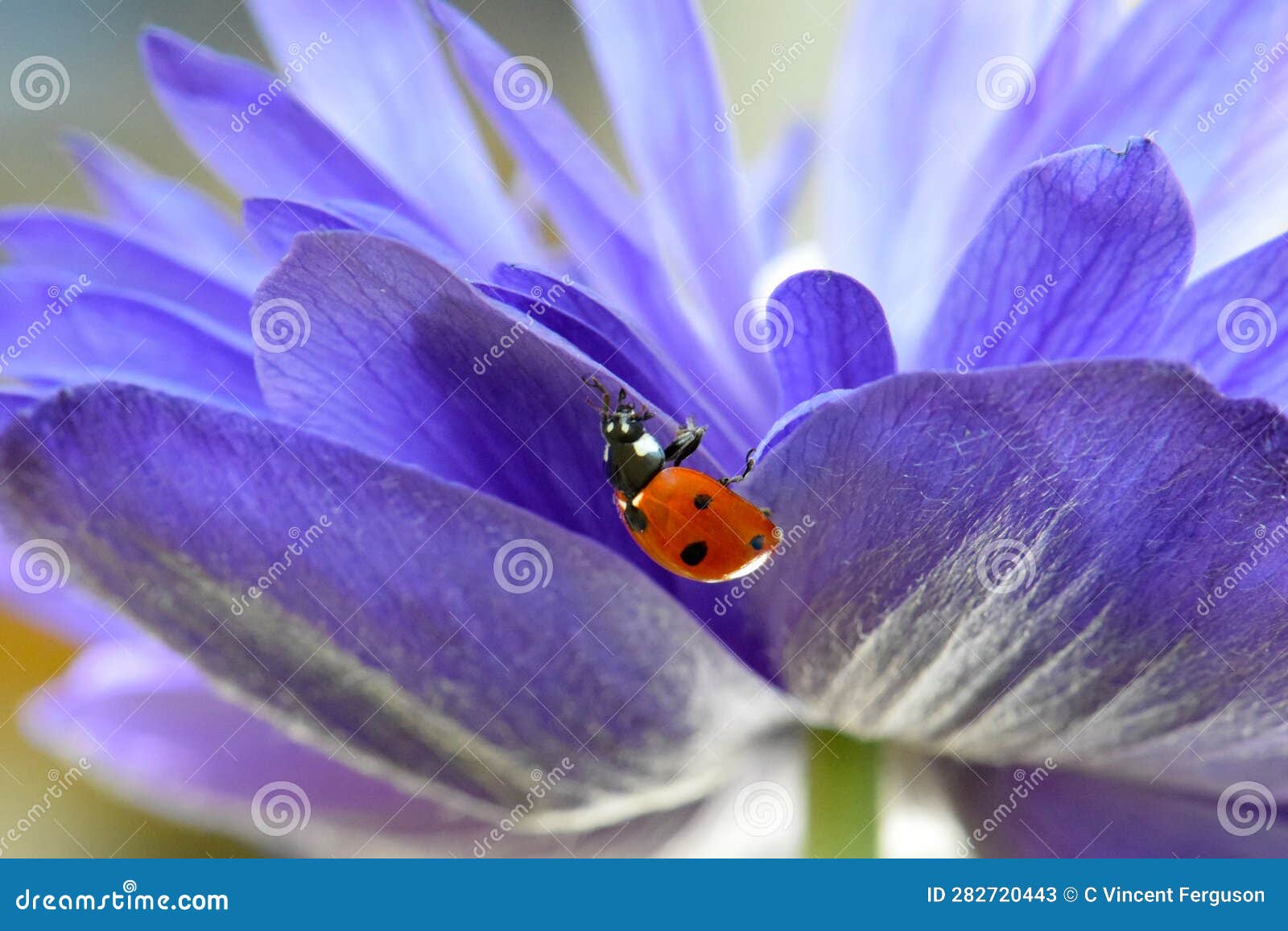 Ladybug Purple Petal Flower Crawl Stock Image - Image of outdoor ...