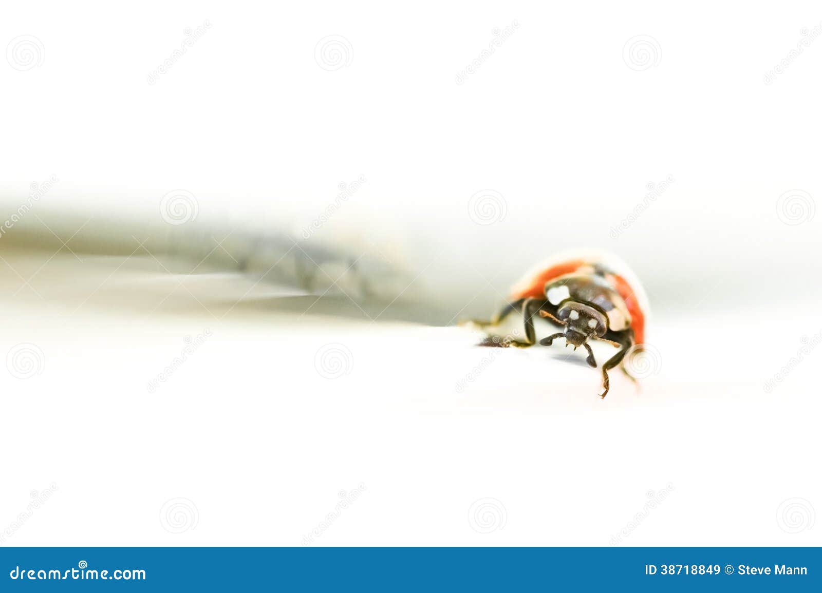 Ladybug abstract stock image. Image of isolated, insects - 38718849