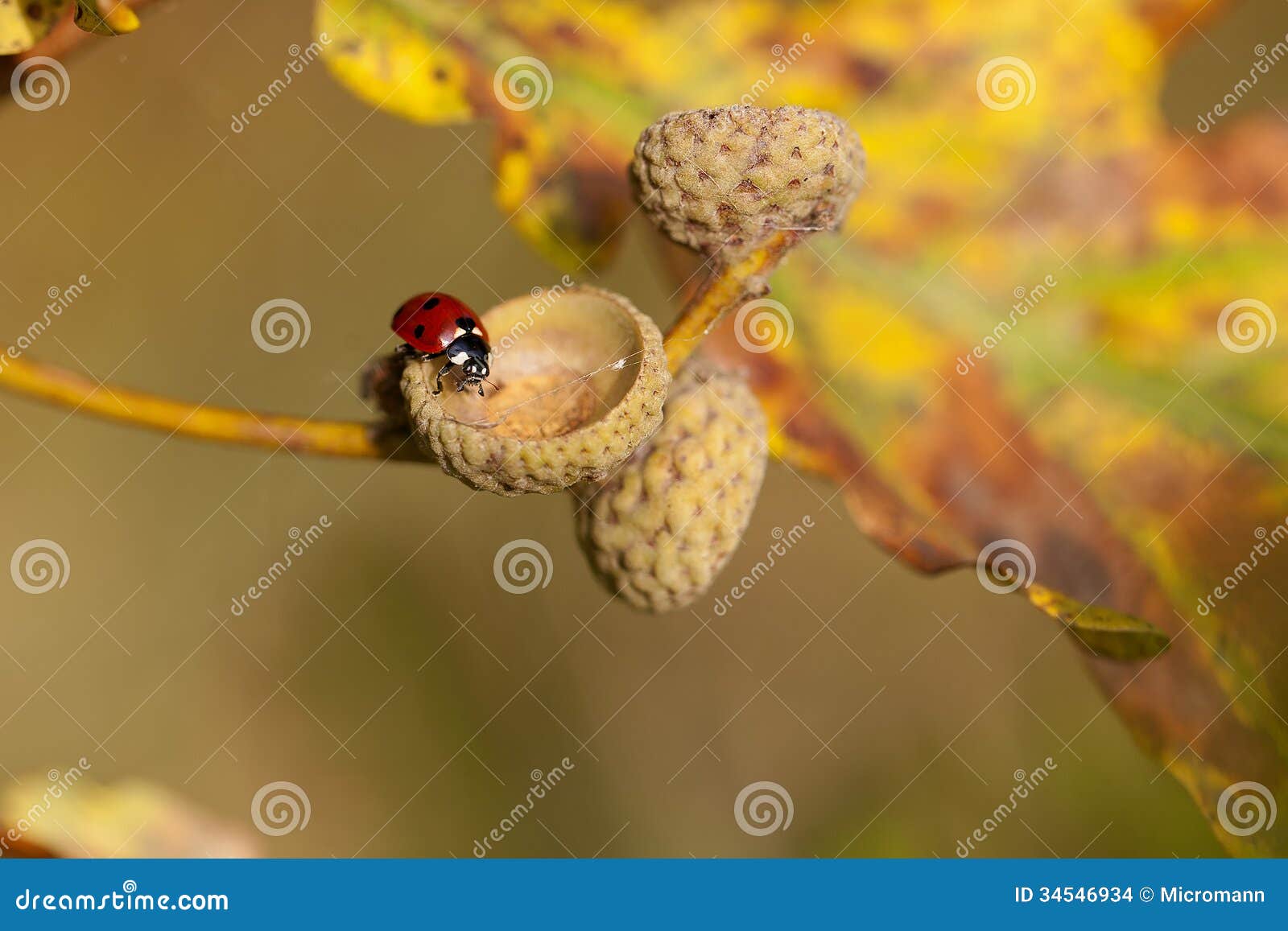 Ladybug - acorn shell stock photo. Image of autumn, natural - 34546934