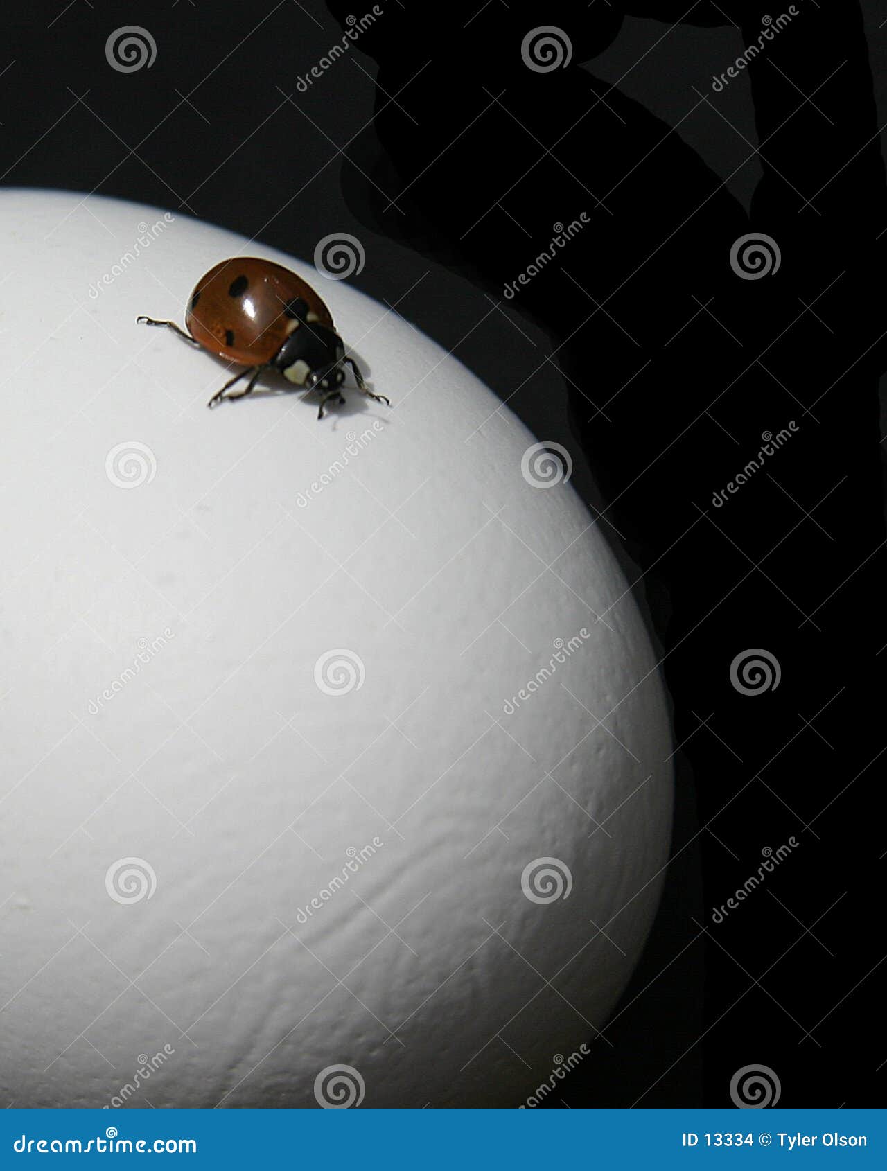 Ladybug Adventure stock photo. Image of real, happening - 13334