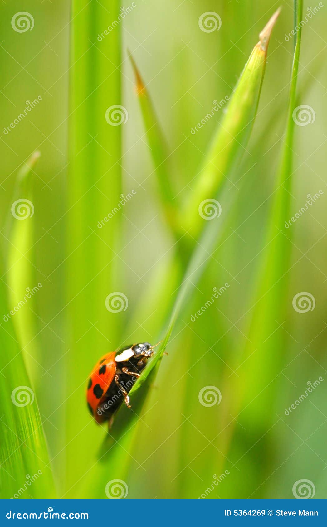 Ladybug adventure stock image. Image of ladybug, hard - 5364269