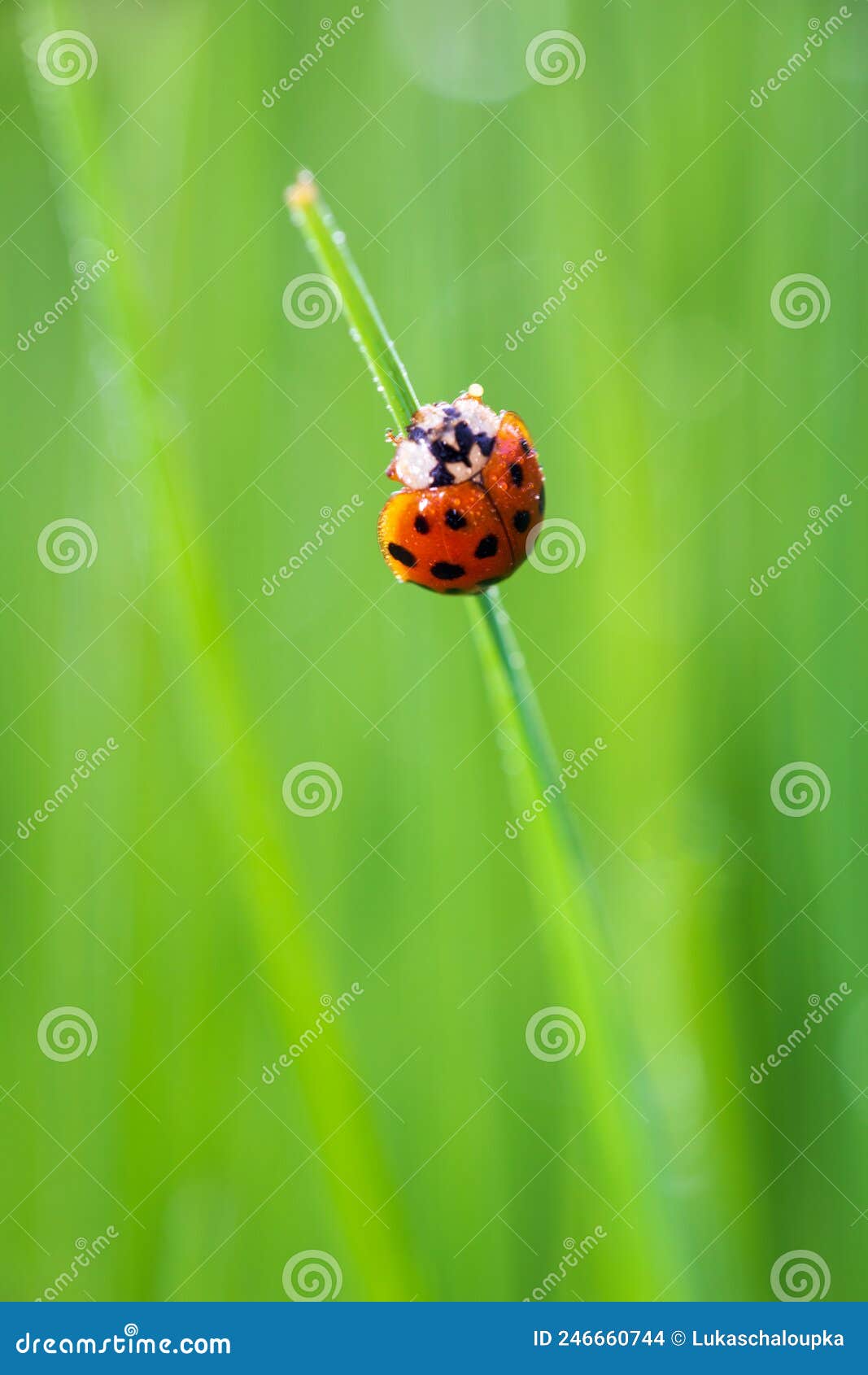 Ladybug Animal Sitting on Grass Stem with Raindrop from Dew. Animal ...