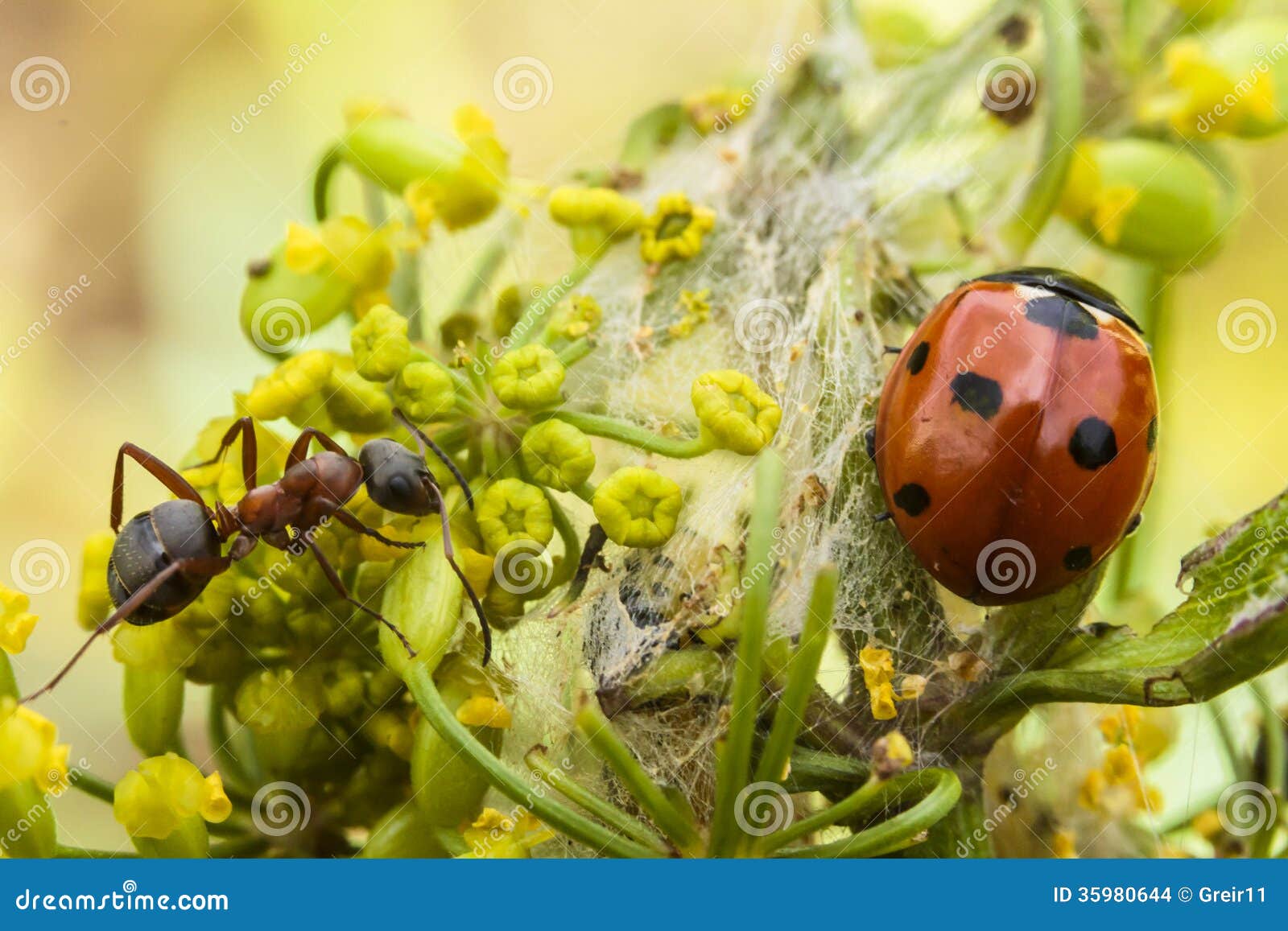 Ladybug and Ant on a Flower Stock Photo - Image of flower, black: 35980644