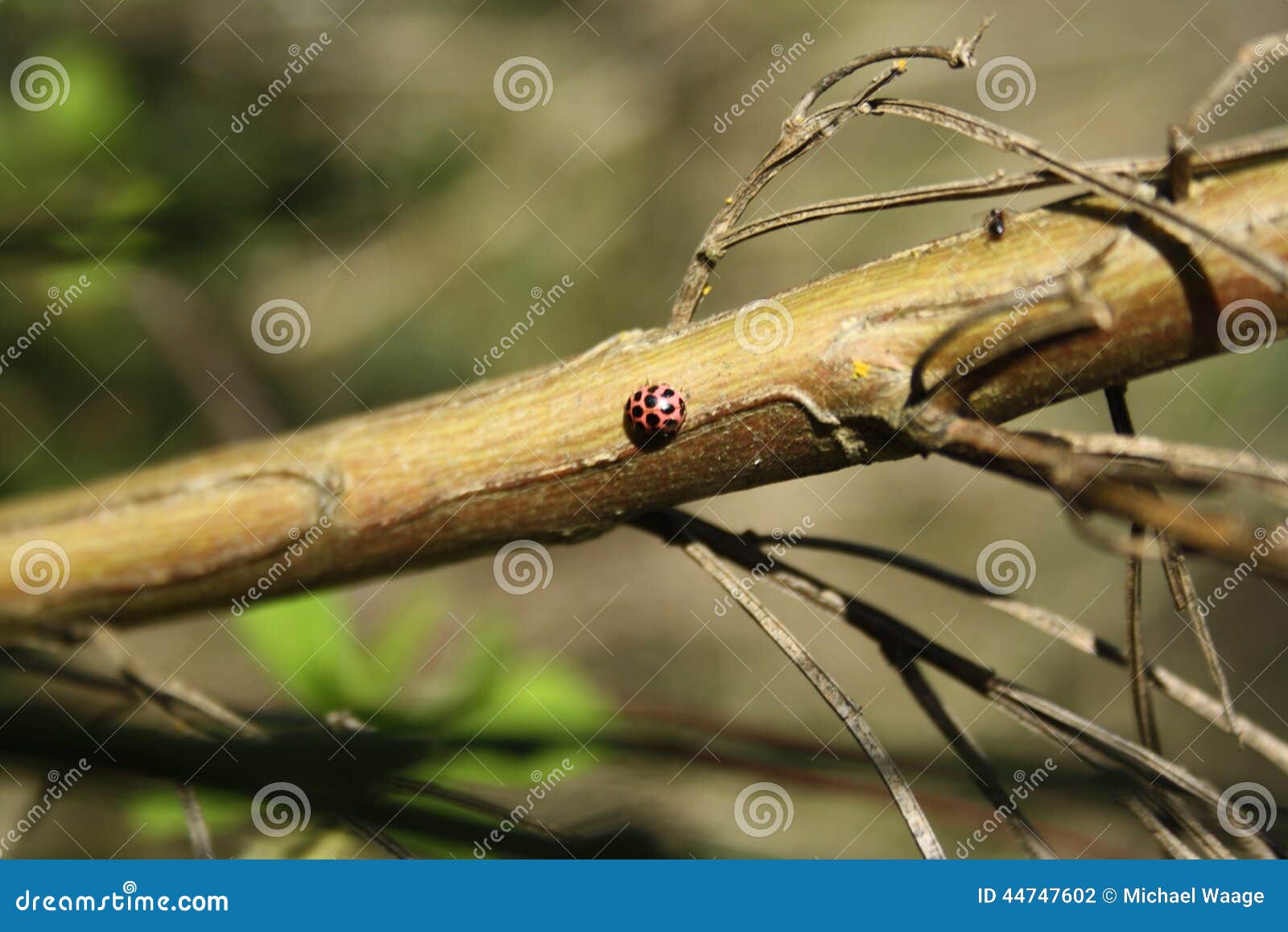 Ladybug and ant stock photo. Image of ladybug, macro - 44747602