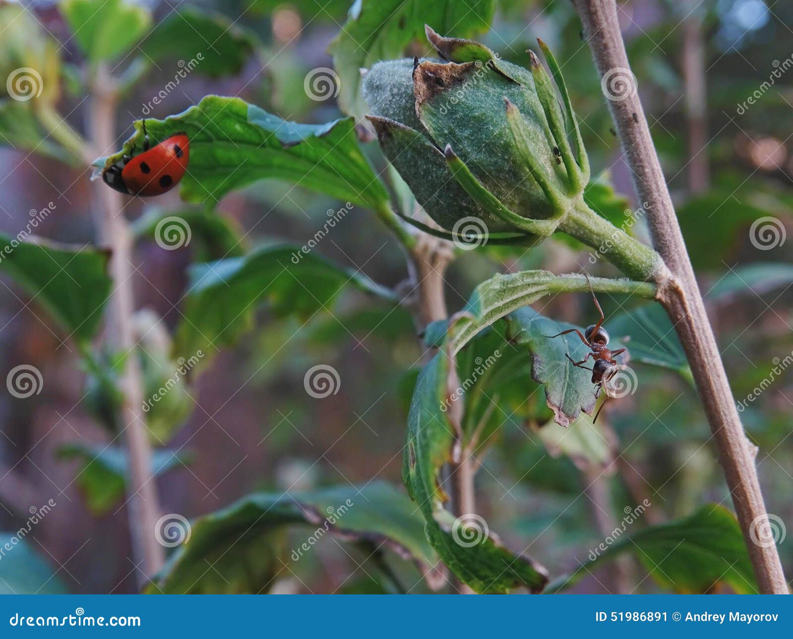 Ladybug and Ant on the Same Plant Stock Image - Image of ladybug ...