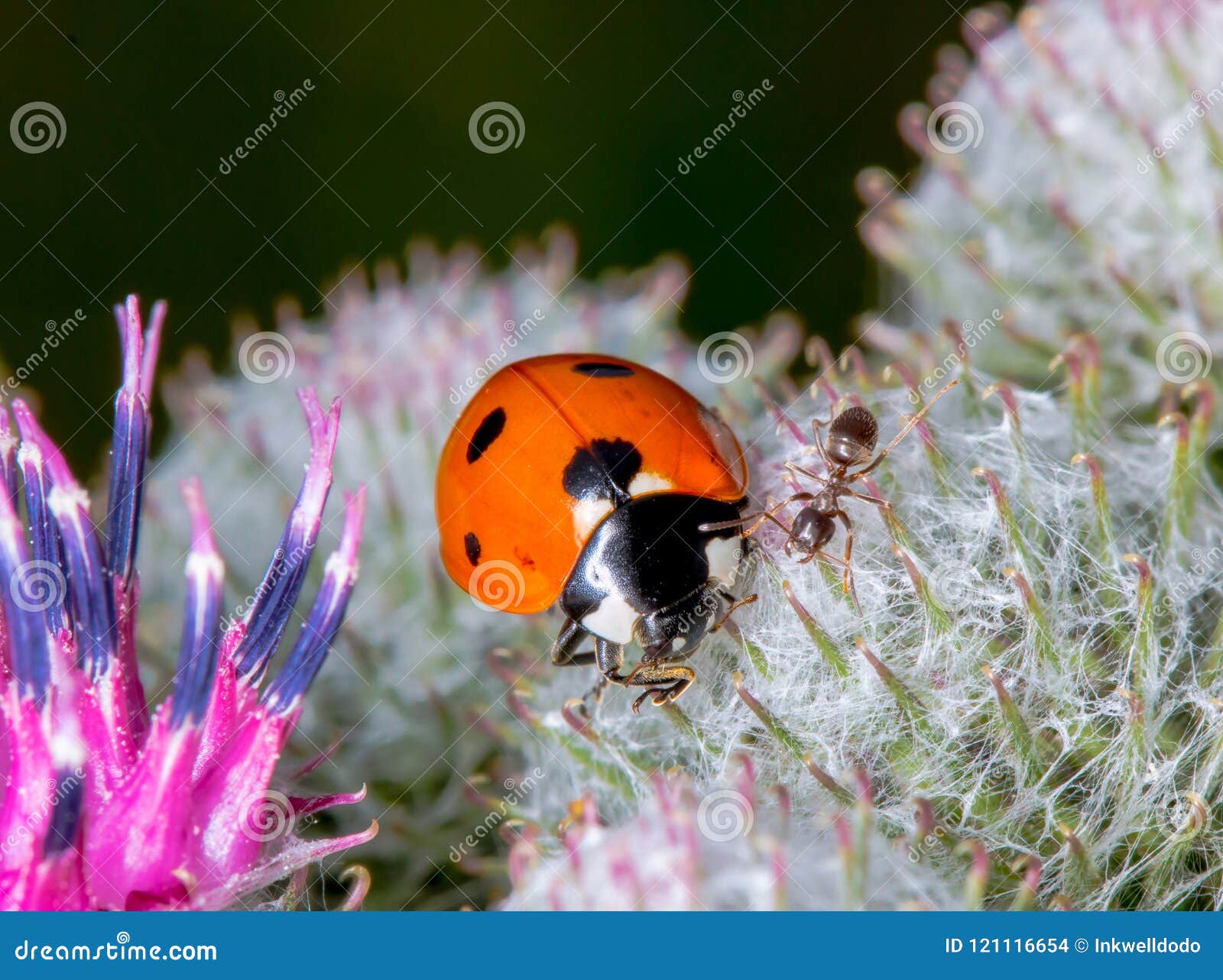 Ladybug Thistle Stock Photo | CartoonDealer.com #101675952