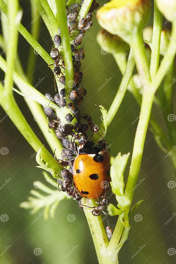 Ladybug, ants and aphids stock photo. Image of aphid, beetle - 6054238