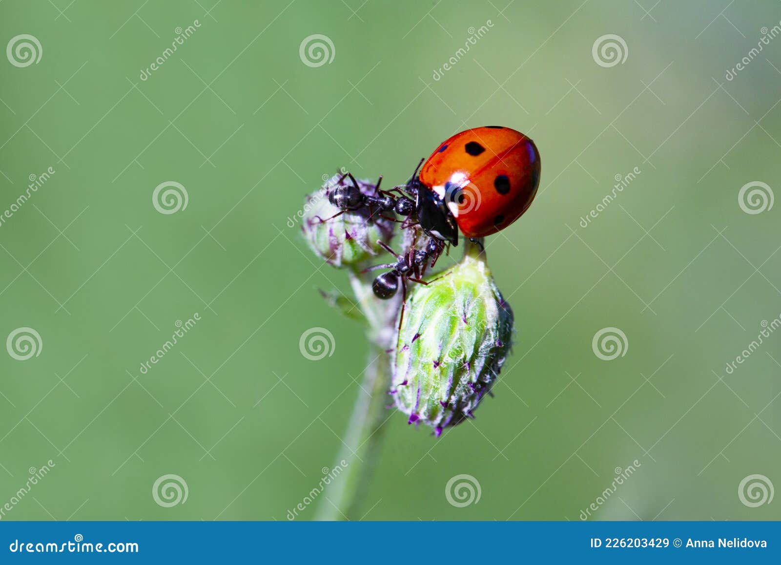 Ladybug and Ants on a Green Blade. Two Ants Banish a Ladybug Stock ...