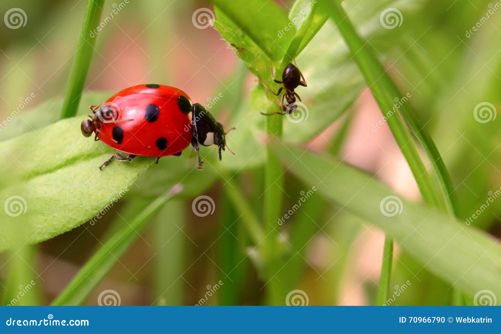 Ladybug and Ants on a Green Blade Stock Photo - Image of biology ...